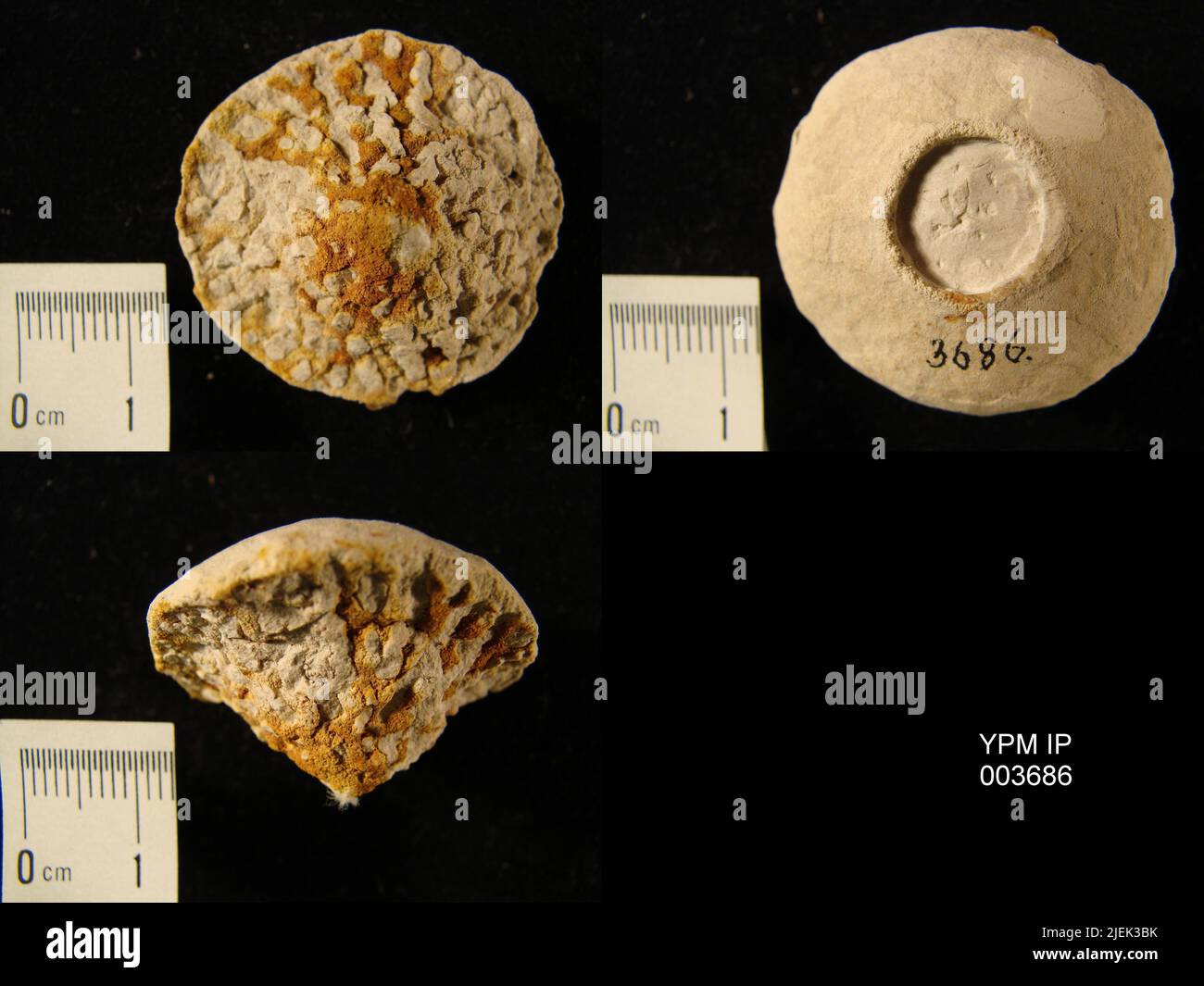 Goldfuss hi-res stock photography and images - Alamy