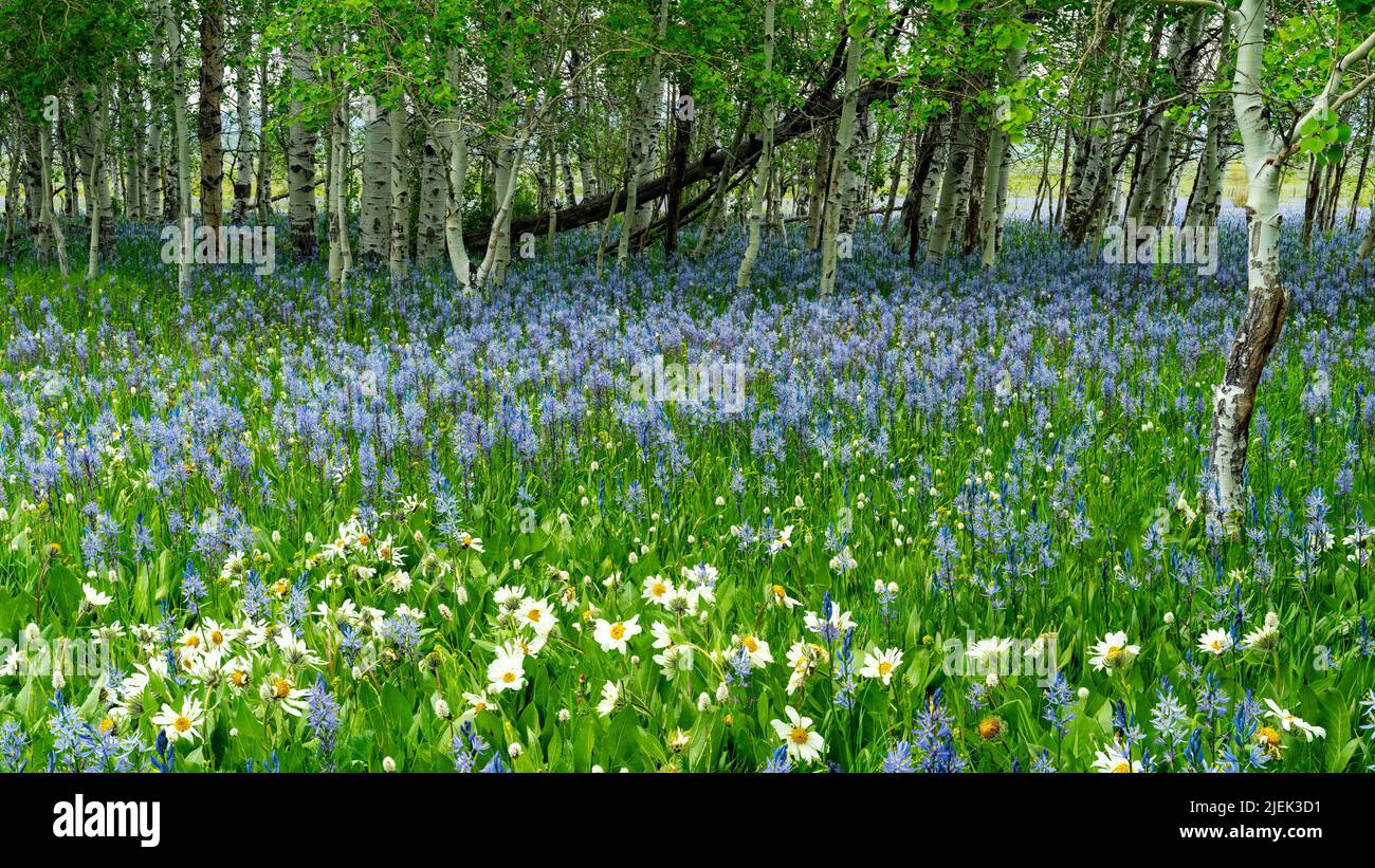 Camas lilly hi-res stock photography and images - Alamy
