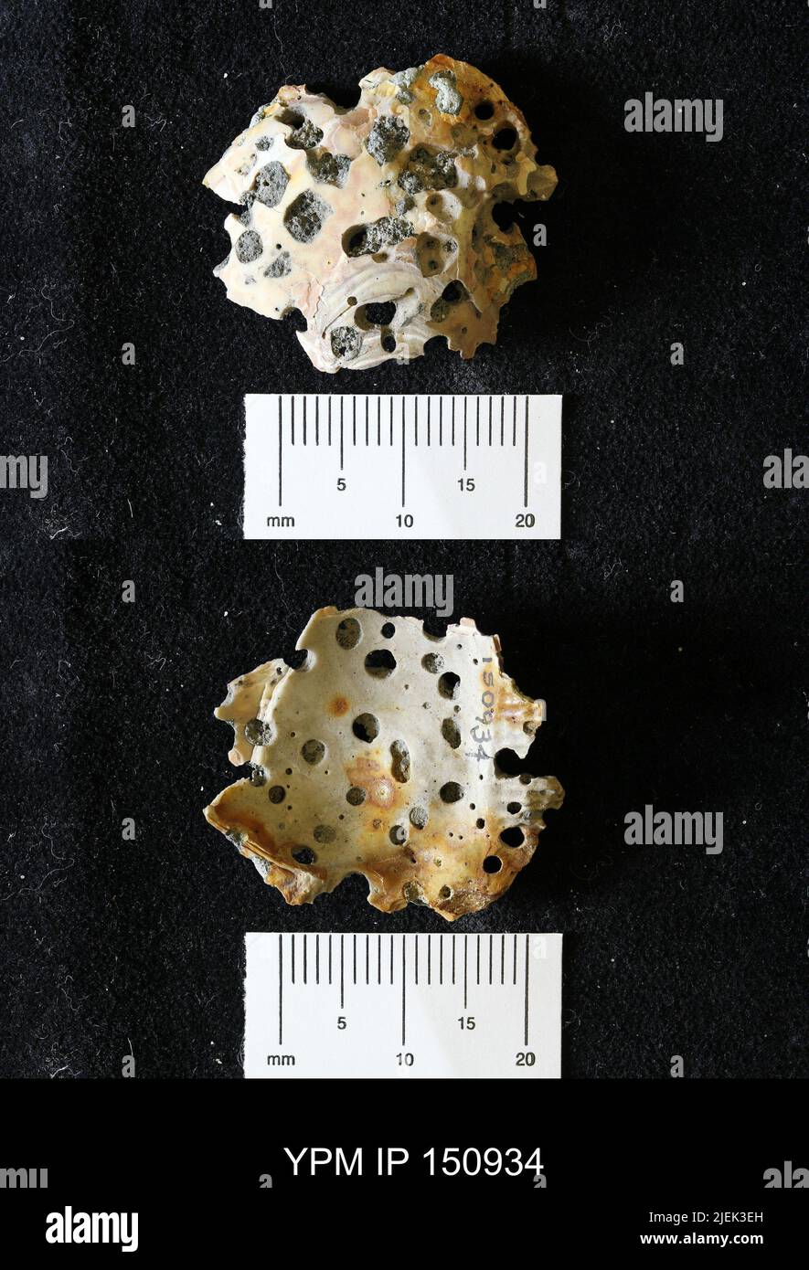 Borings by cliona sp on pectin ichnofossil hi-res stock photography and ...