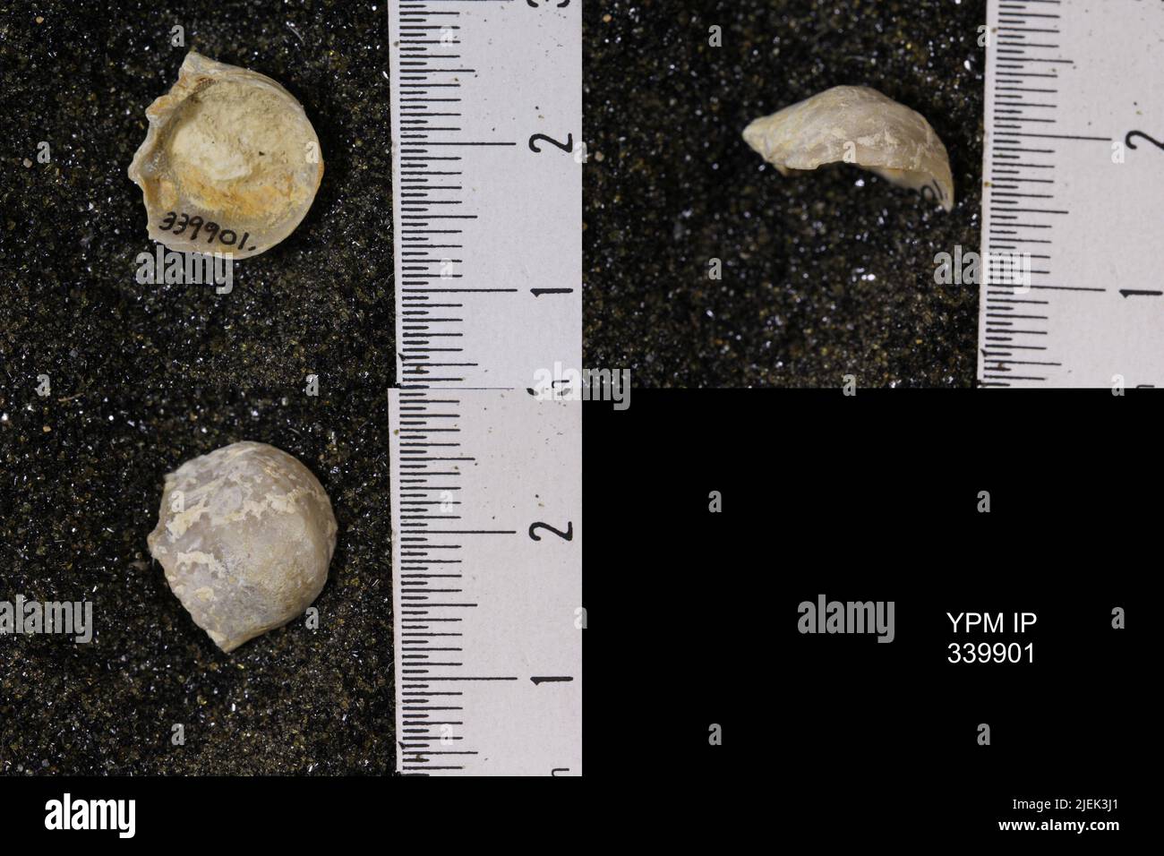 Exogyra hi-res stock photography and images - Alamy