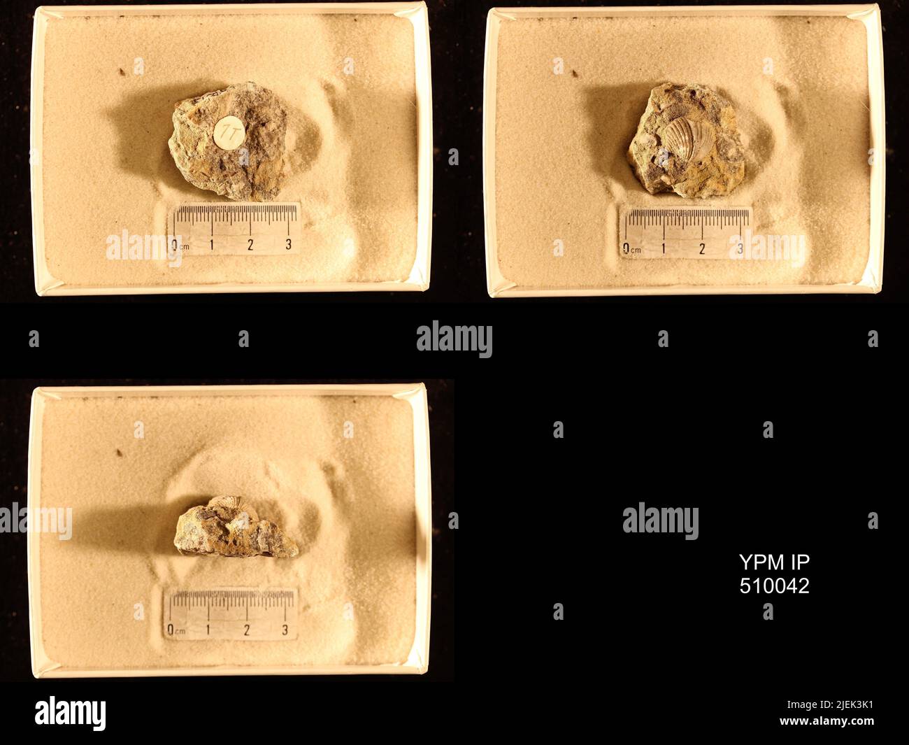 Platystrophia trentonensis McEwan, 1919 Stock Photo - Alamy