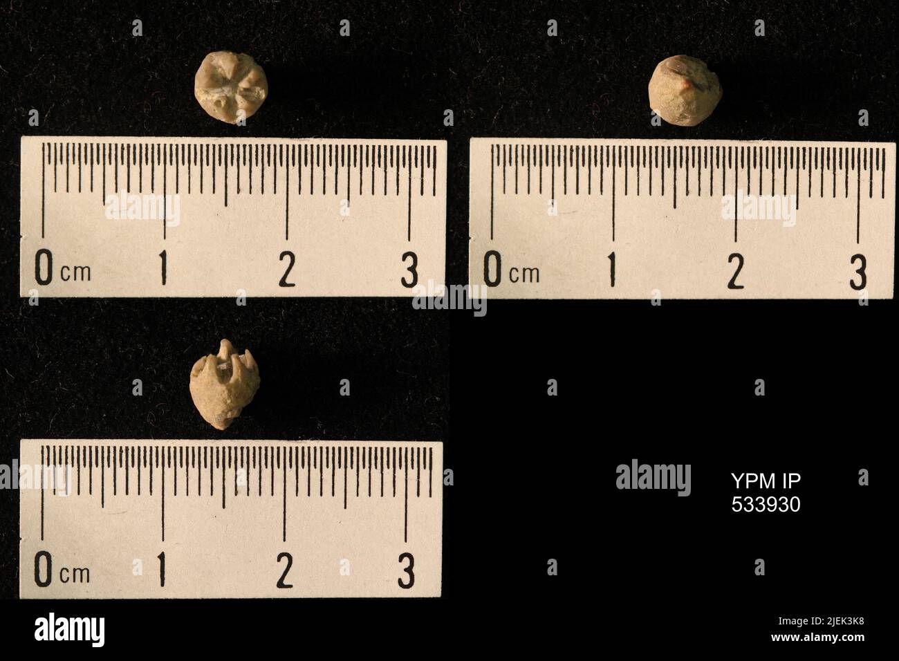 Stephanocrinus gemmiformis Hall, 1852 Stock Photo - Alamy