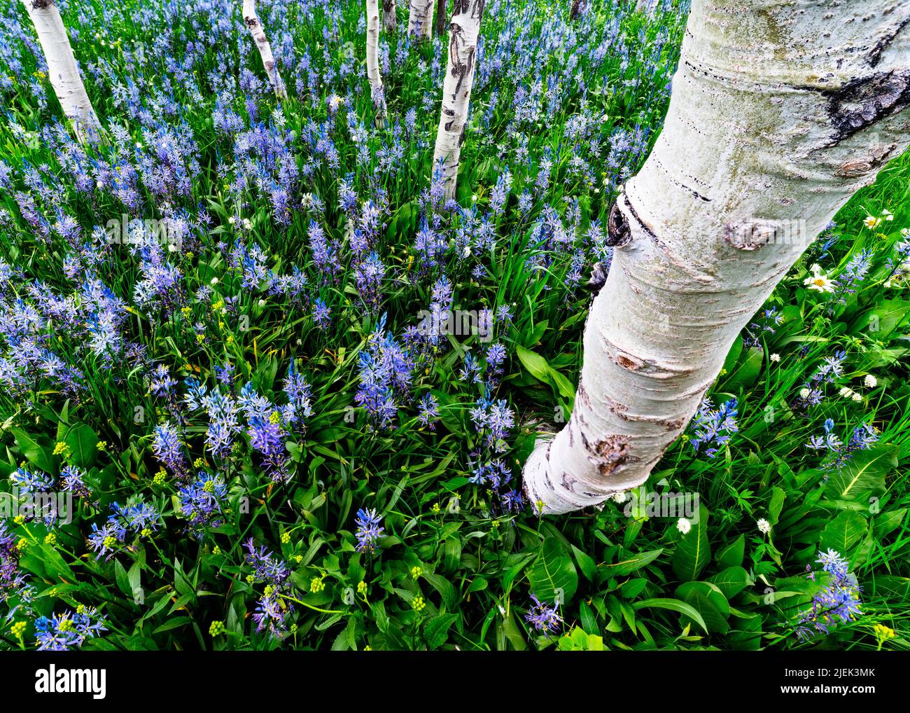 Aspen forest with wildflowers in spring bloom Stock Photo - Alamy
