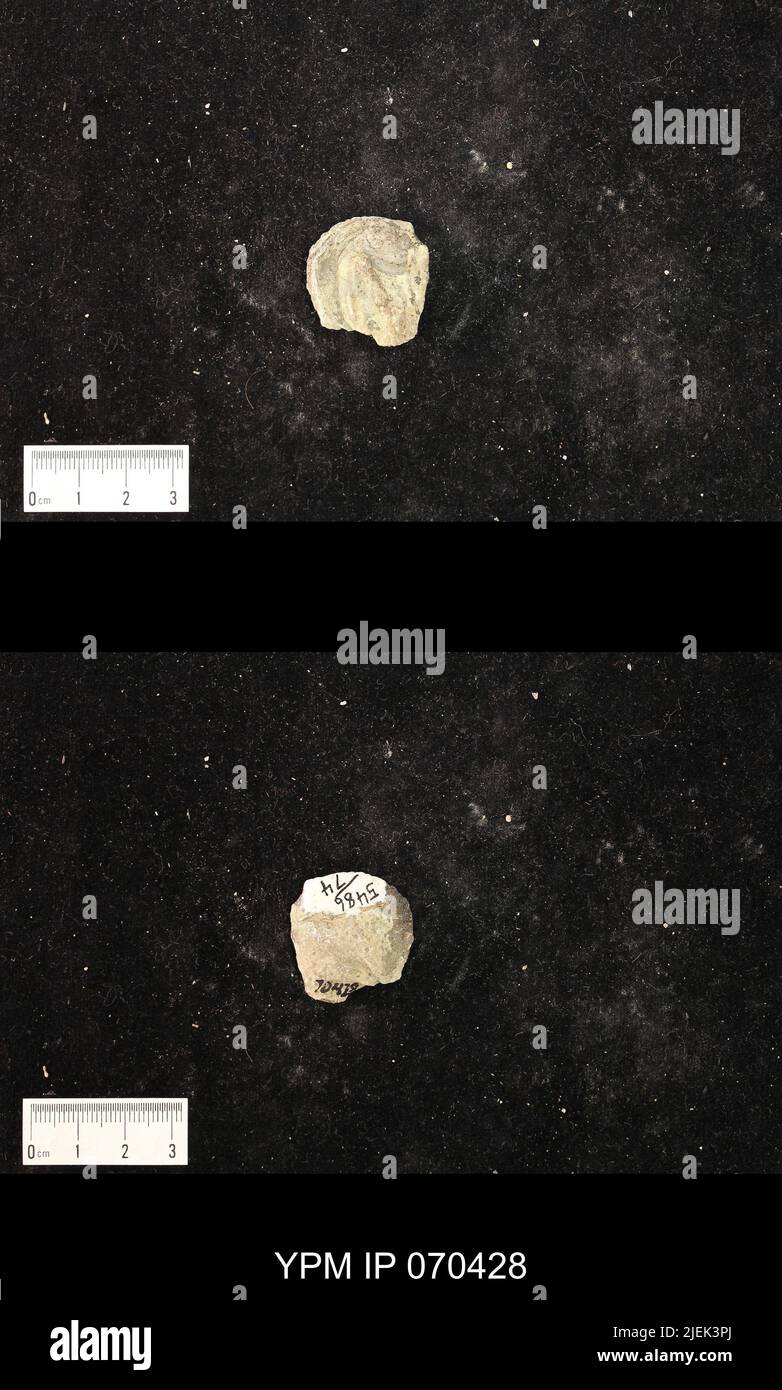 Heliolites nucella foerste animalia hi-res stock photography and images ...