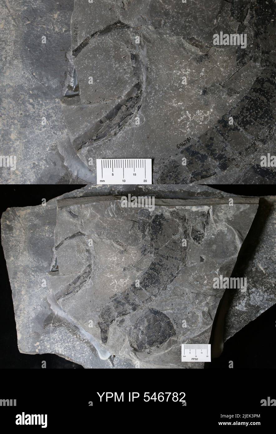 Eurypterida hi-res stock photography and images - Alamy