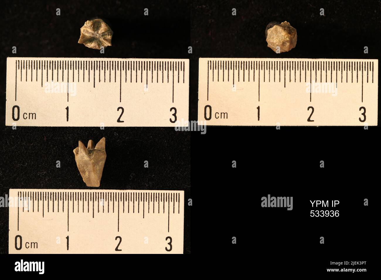 1842 animalia hi-res stock photography and images - Alamy