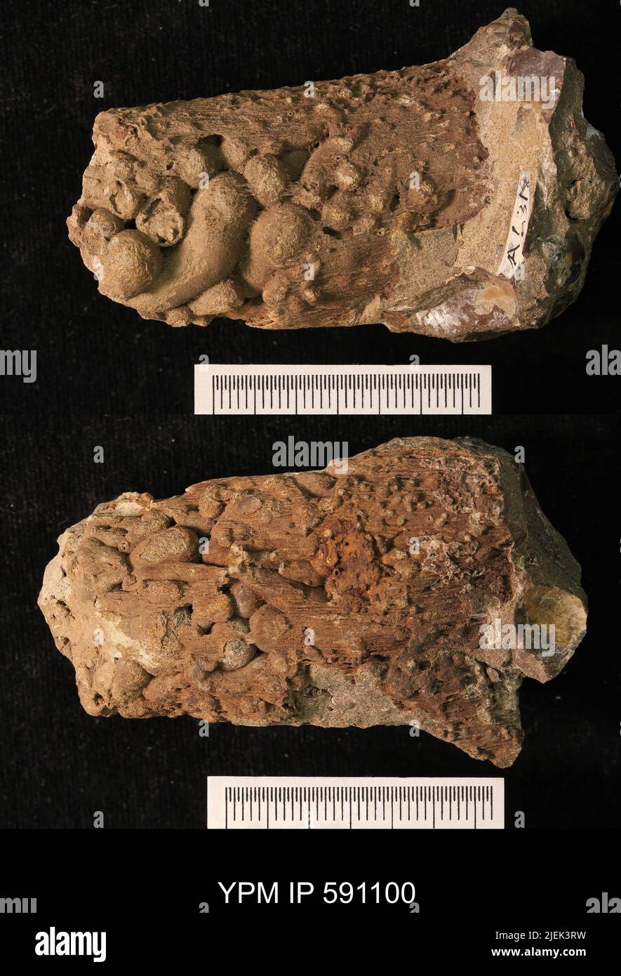 Teredo hi-res stock photography and images - Alamy