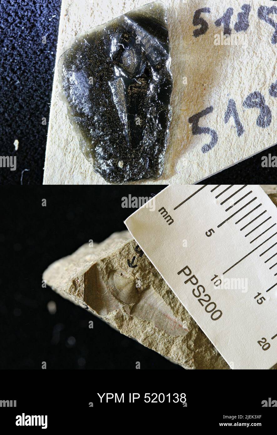 Hyolith hi-res stock photography and images - Alamy
