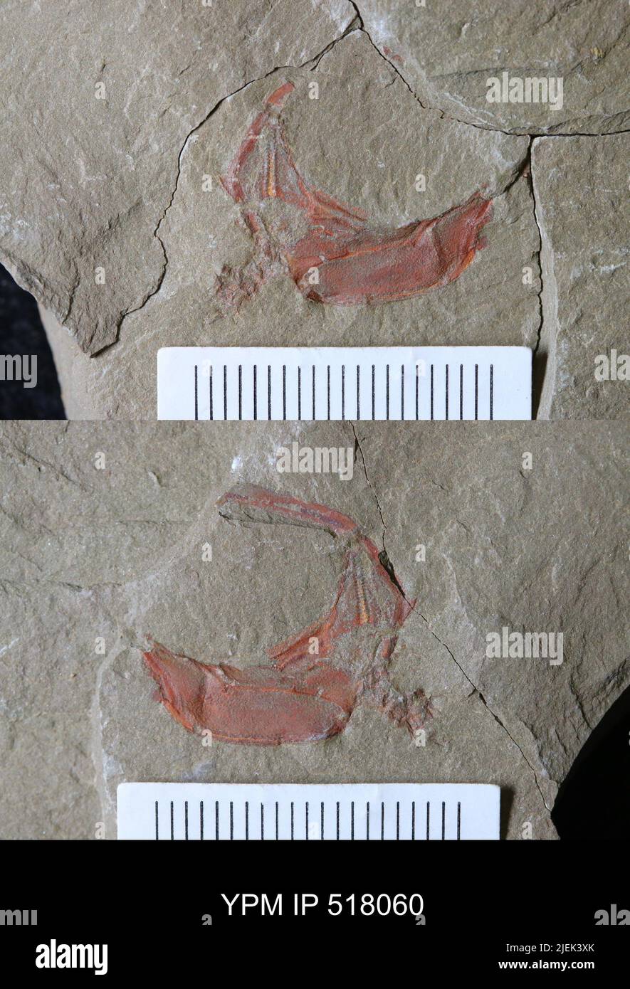 Cothurnocystis sp animalia hi-res stock photography and images - Alamy