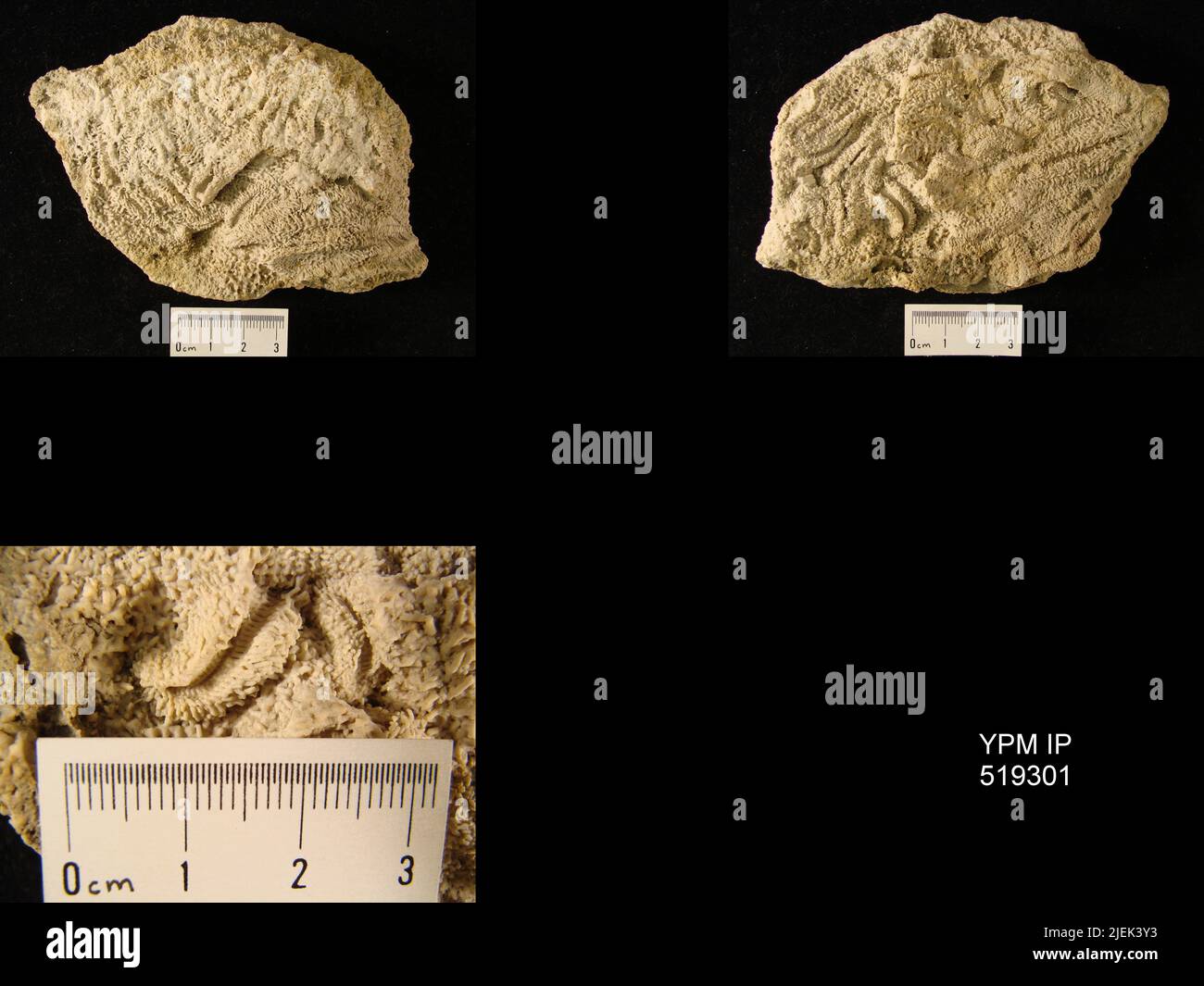 Heliaster microbrachius xantus animalia hi-res stock photography and ...