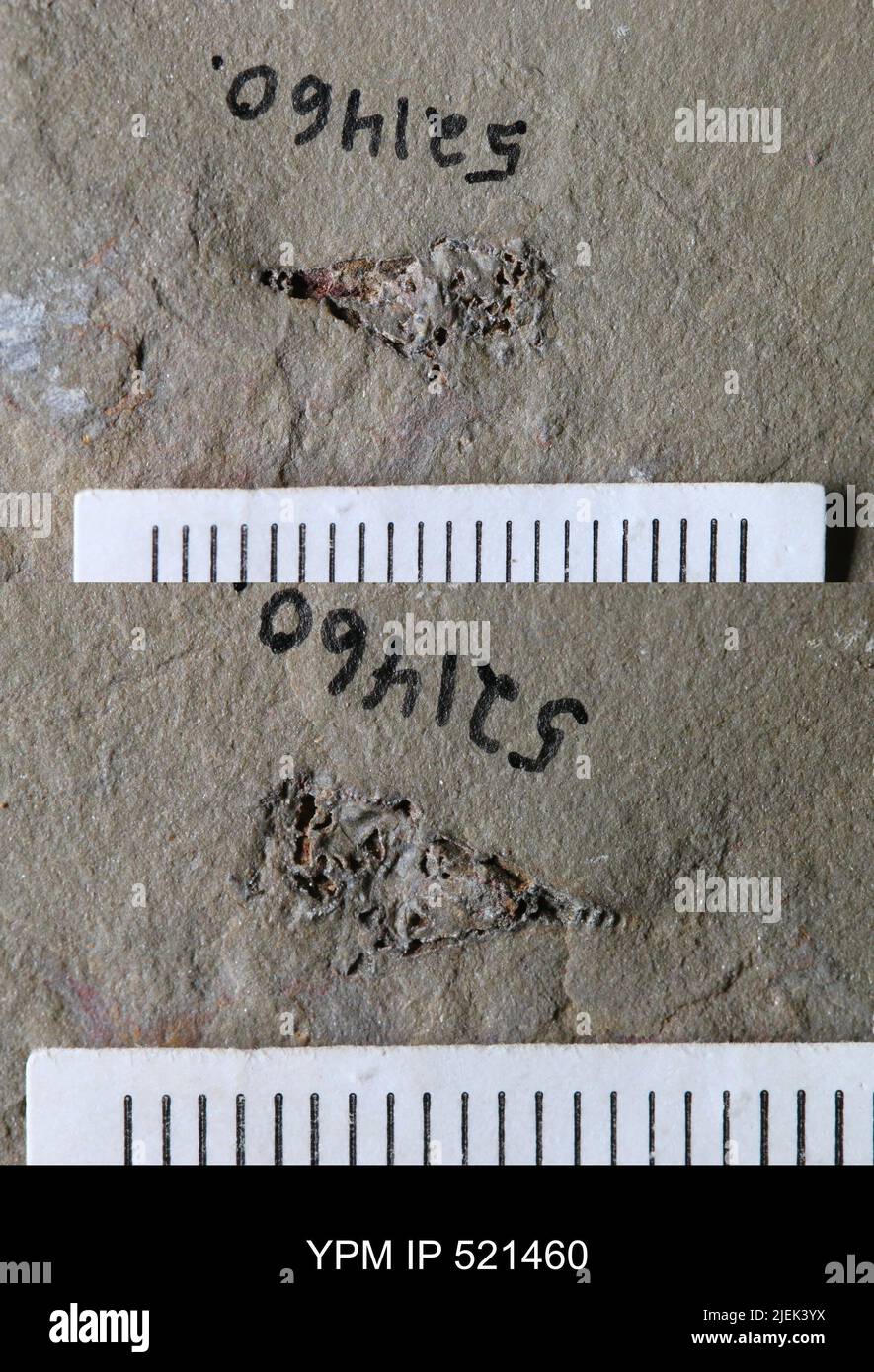 Eocrinoidea hi-res stock photography and images - Alamy