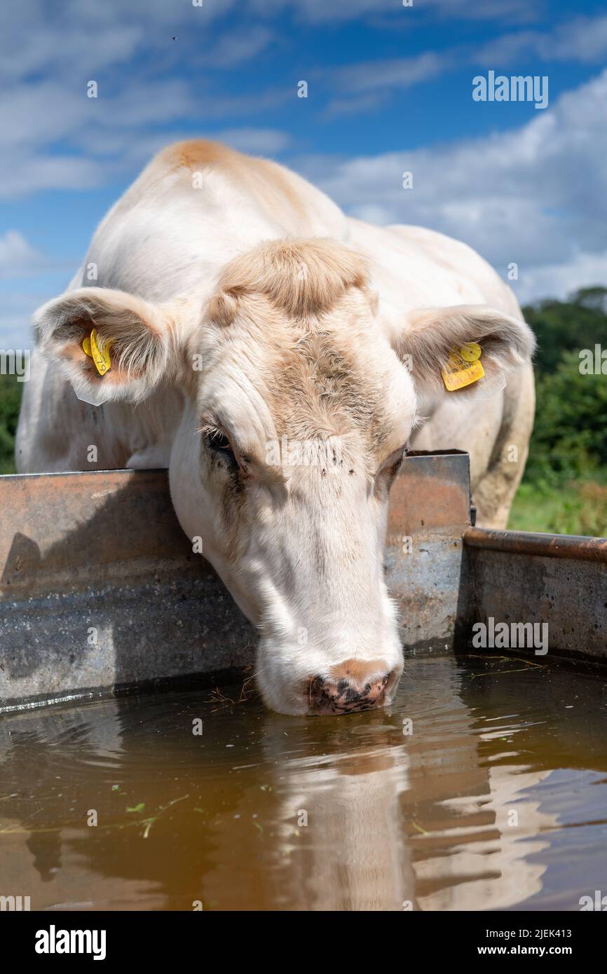 Beef cattle drinking water from a water trough in summer. Somerset, UK ...