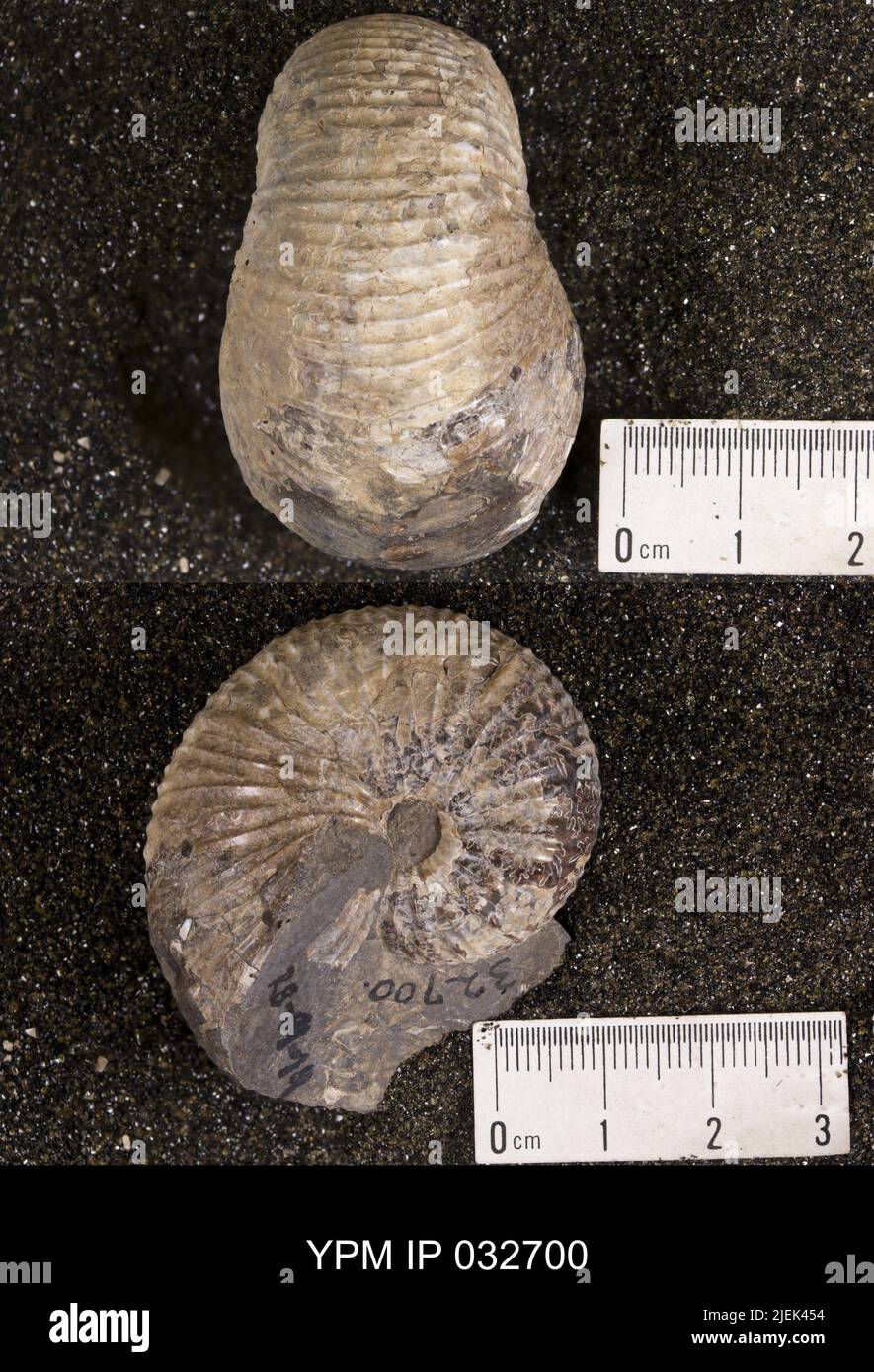 Plenus hi-res stock photography and images - Alamy