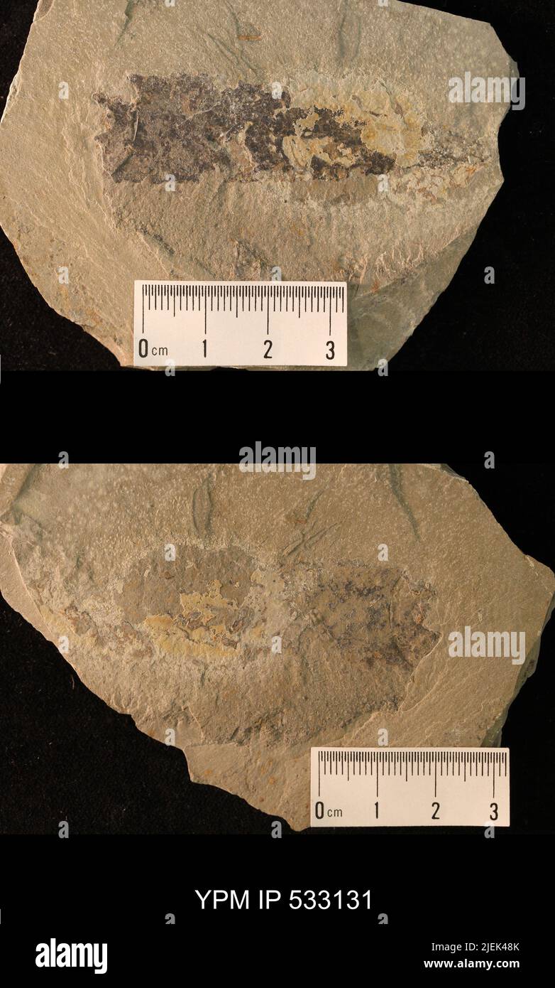 Phyllocarida hi-res stock photography and images - Alamy