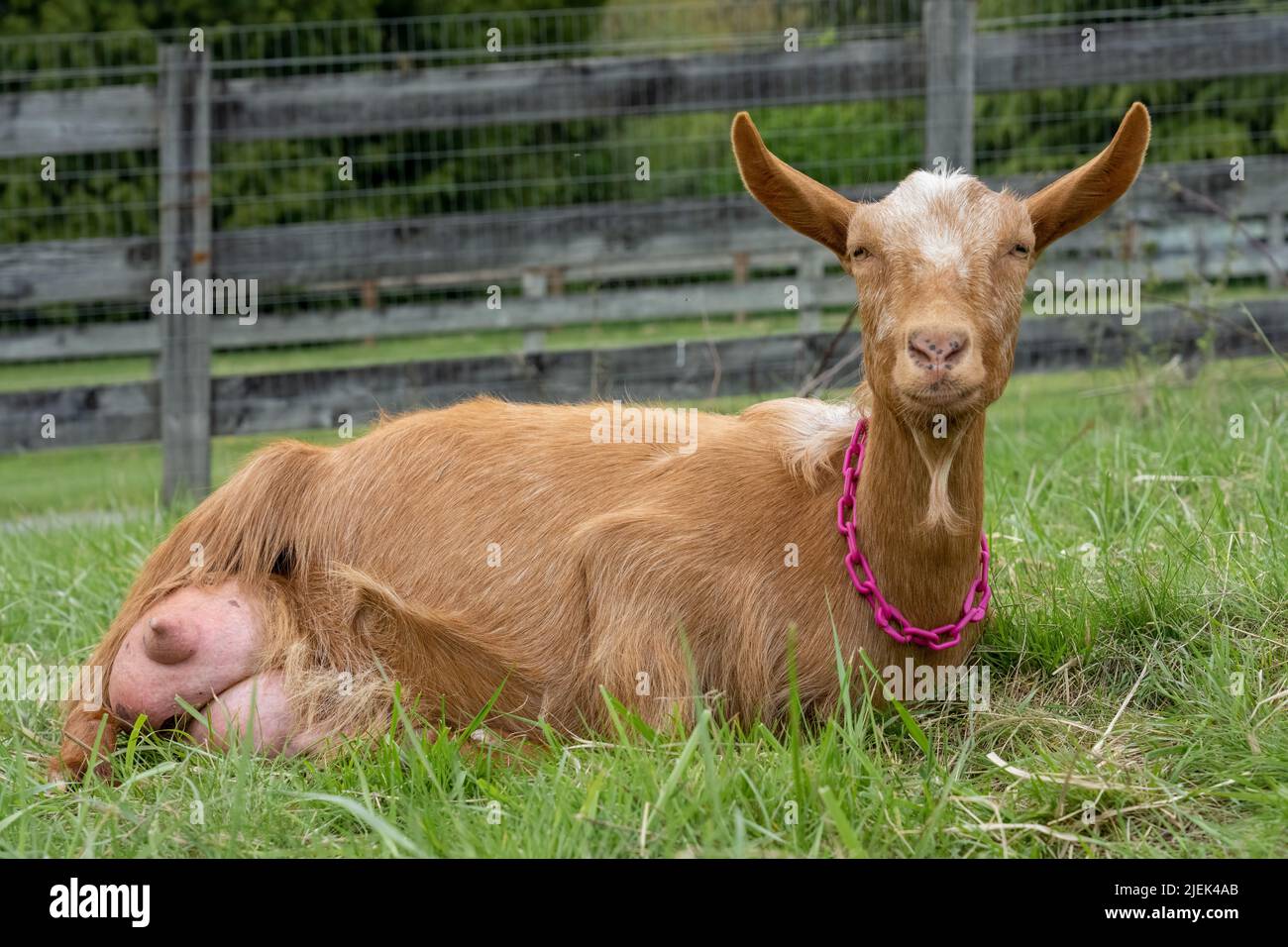 Issaquah, Washington, USA. Female Golden Gurnsey goat with a full udder ...
