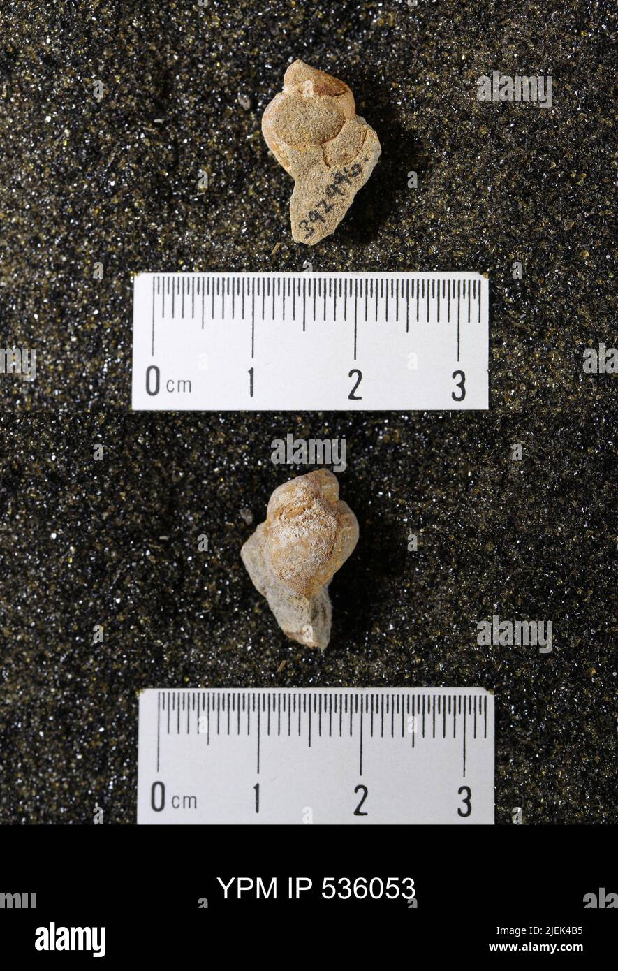 Tulotoma thompsoni white hi-res stock photography and images - Alamy