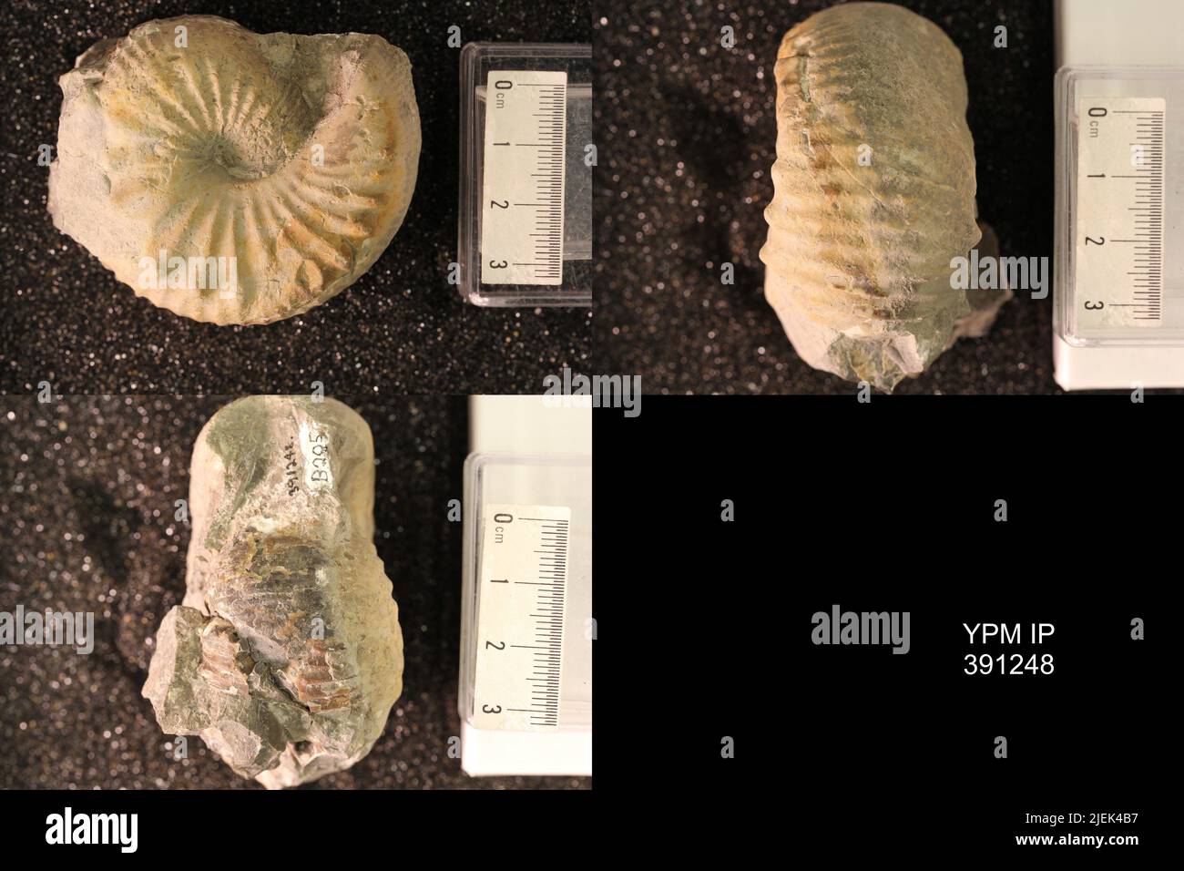 1951 animalia hi-res stock photography and images - Alamy