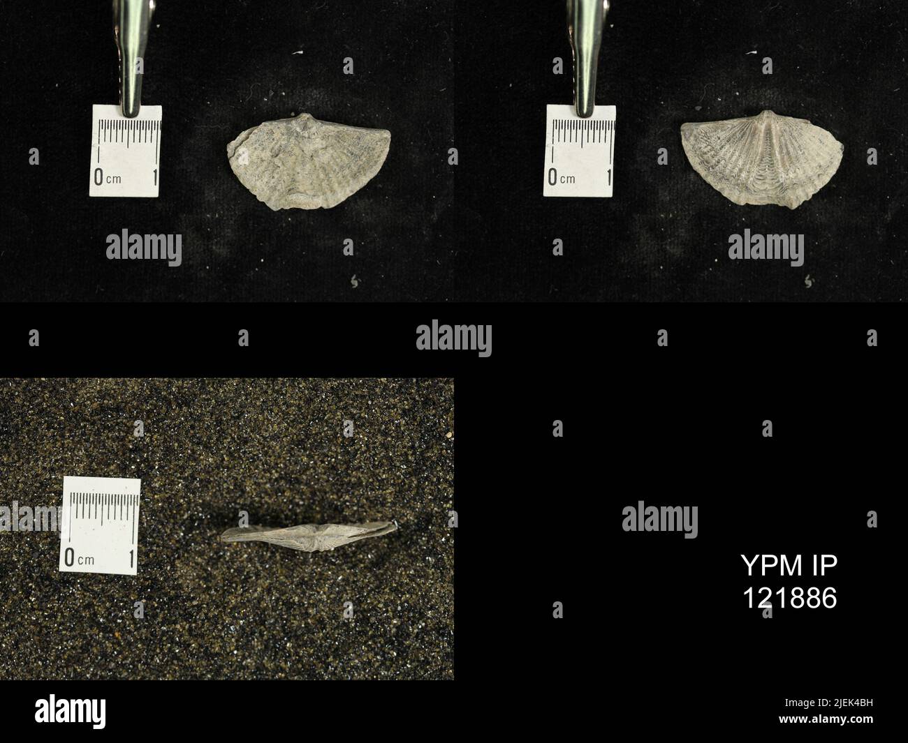 Mucrospirifer sp hi-res stock photography and images - Alamy