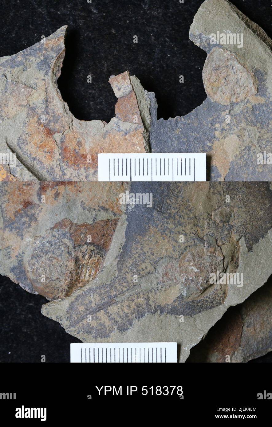 Xiphosurida hi-res stock photography and images - Alamy