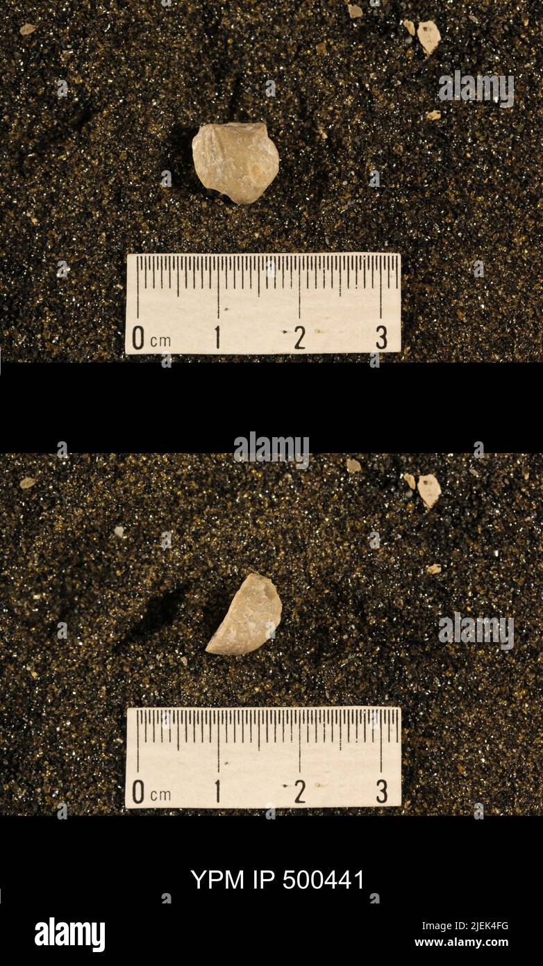 Enteletes plummeri King Stock Photo - Alamy