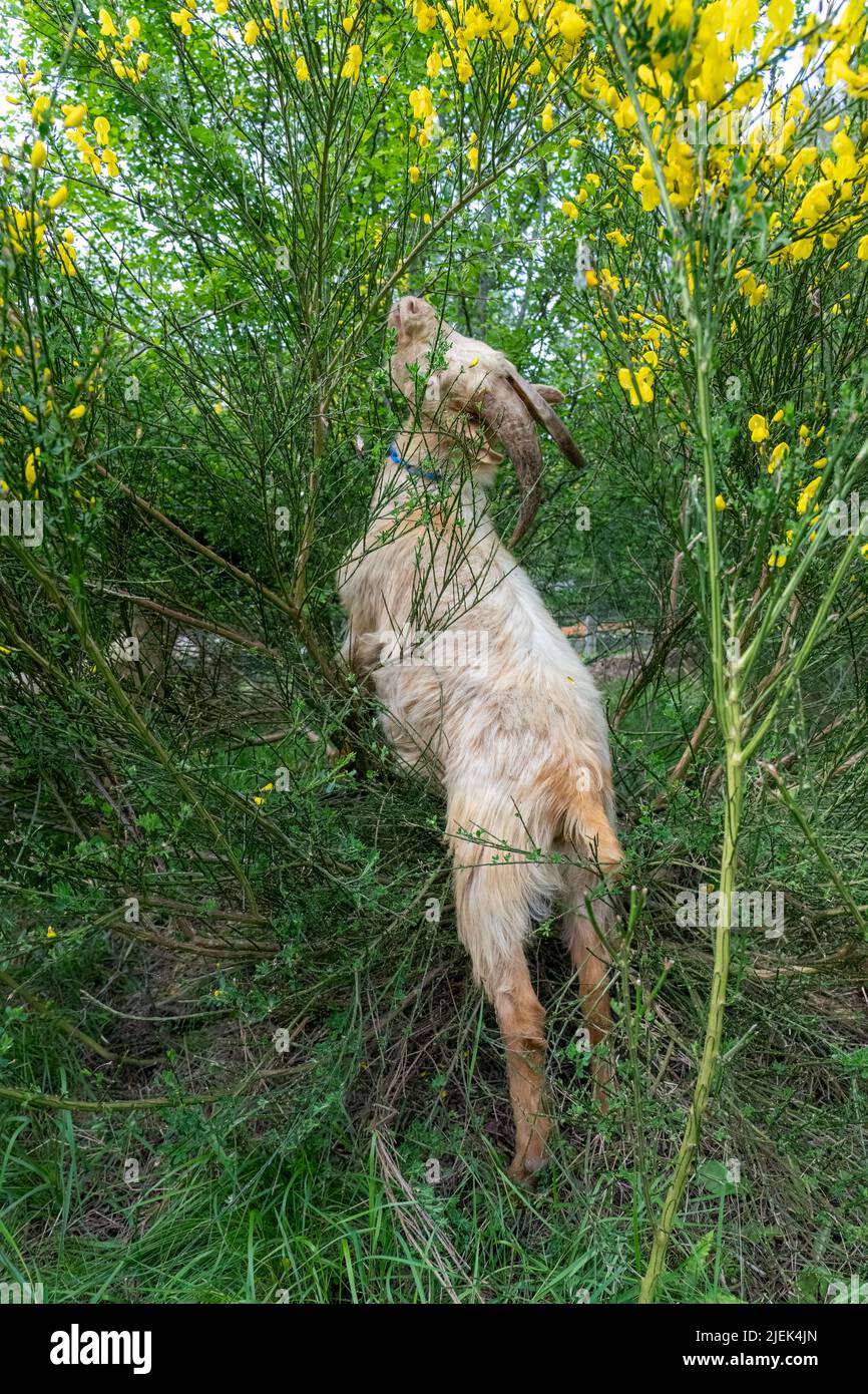 Goat standing on hind legs hi-res stock photography and images - Alamy