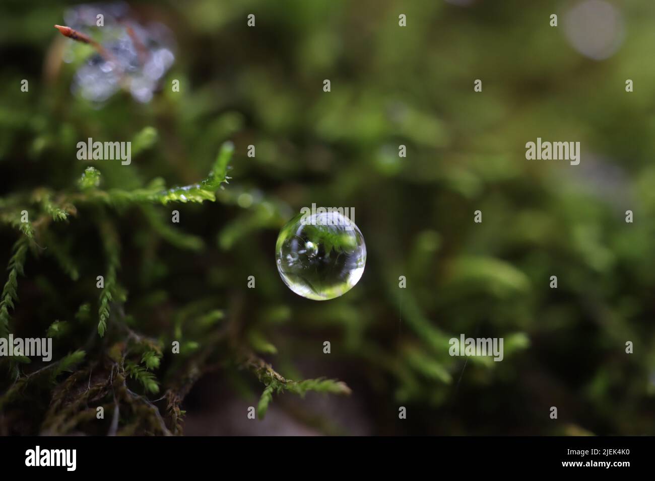icy drop in moss macro Stock Photo - Alamy