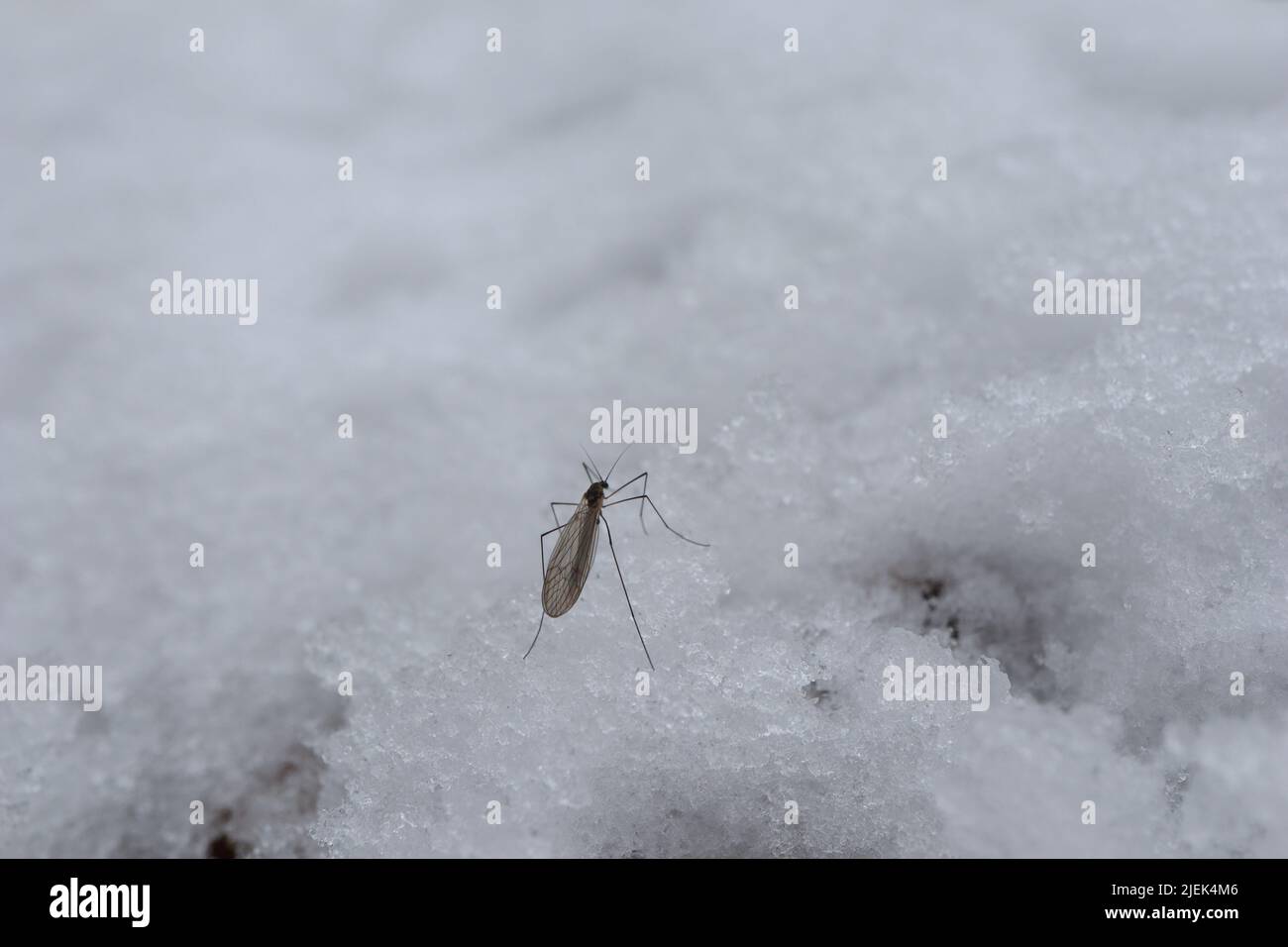 Mosquito in the snow in the winter forest Stock Photo - Alamy