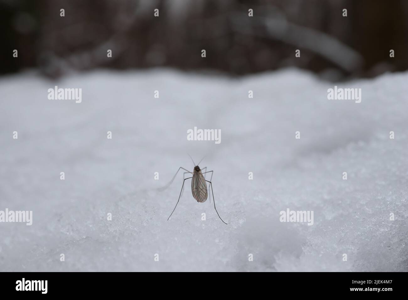 Mosquito in the snow in the winter forest Stock Photo - Alamy