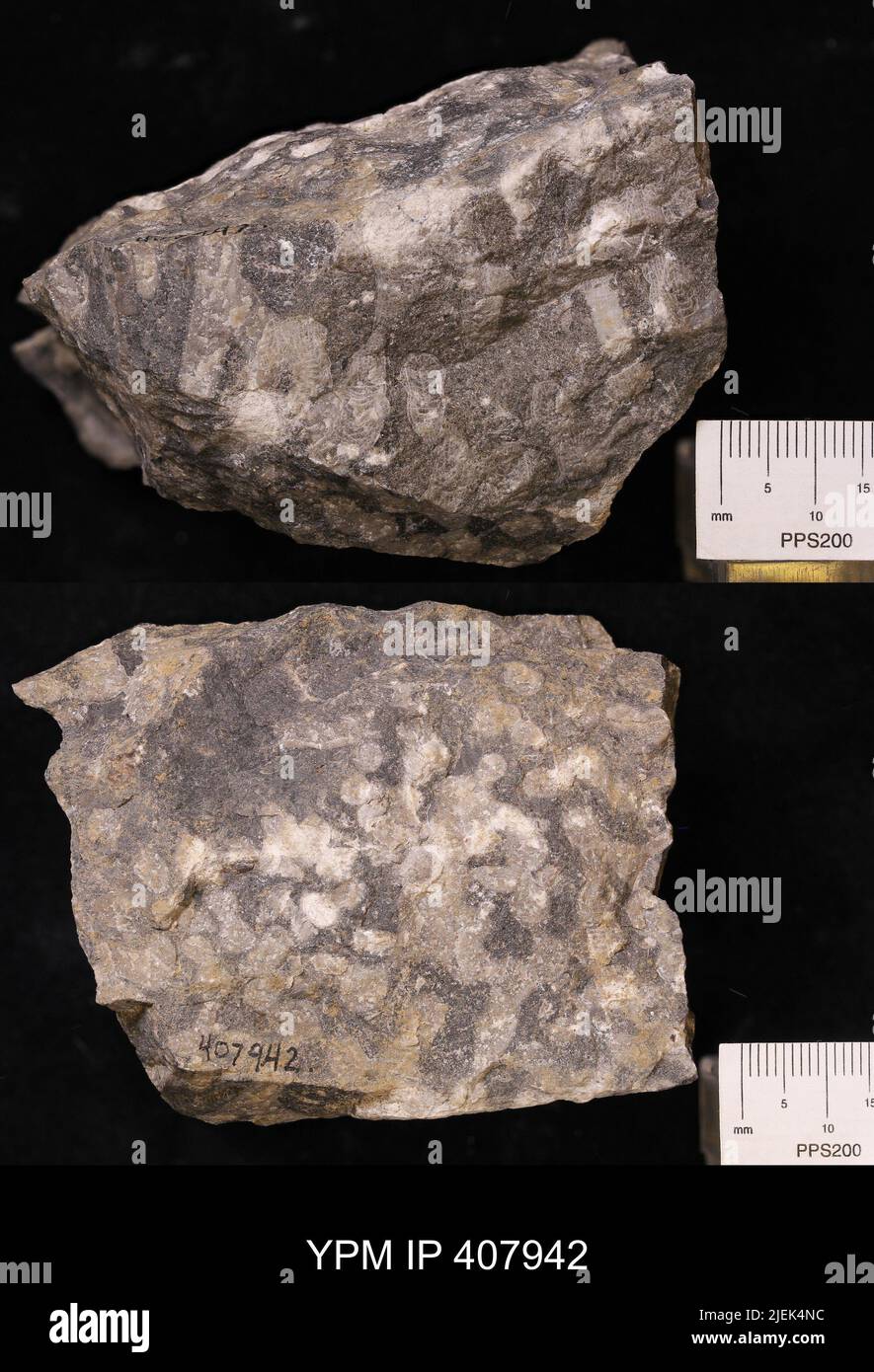 1844 animalia hi-res stock photography and images - Alamy