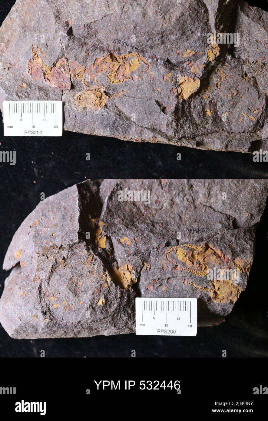 Mitrata ech hi-res stock photography and images - Alamy