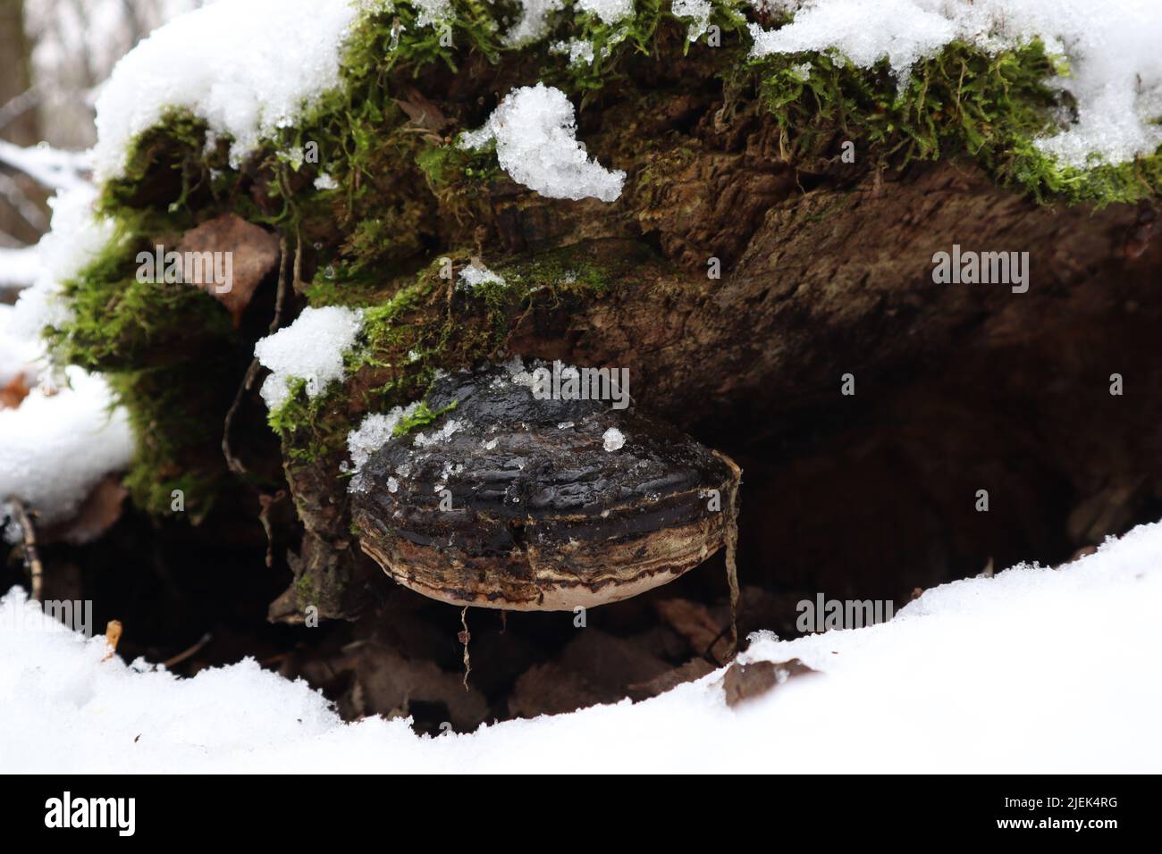 Polypous fomentarius hi-res stock photography and images - Alamy