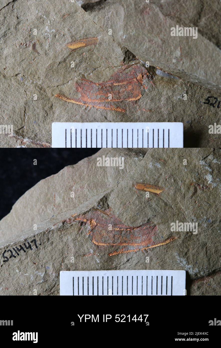 Homalozoa echinoderms hi-res stock photography and images - Alamy