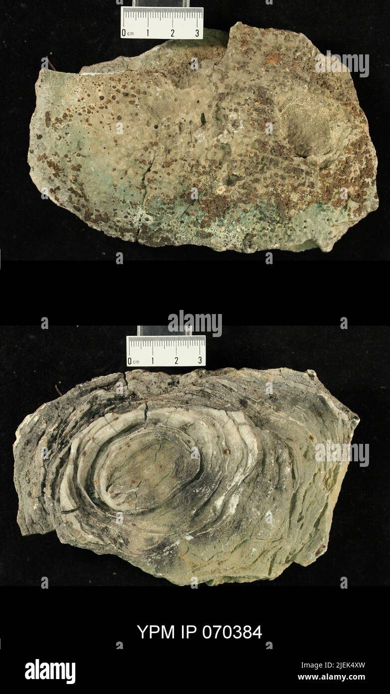 Heliolites nucella Foerste Stock Photo - Alamy