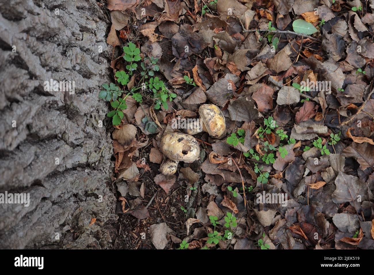 Two white mushrooms moss hi-res stock photography and images - Alamy