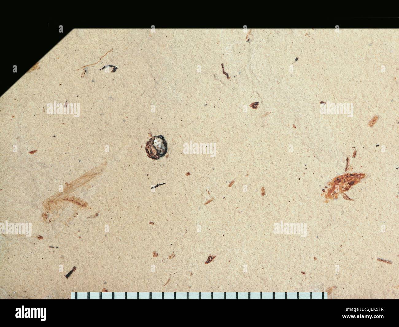 Importance in plant reproduction hi-res stock photography and images ...