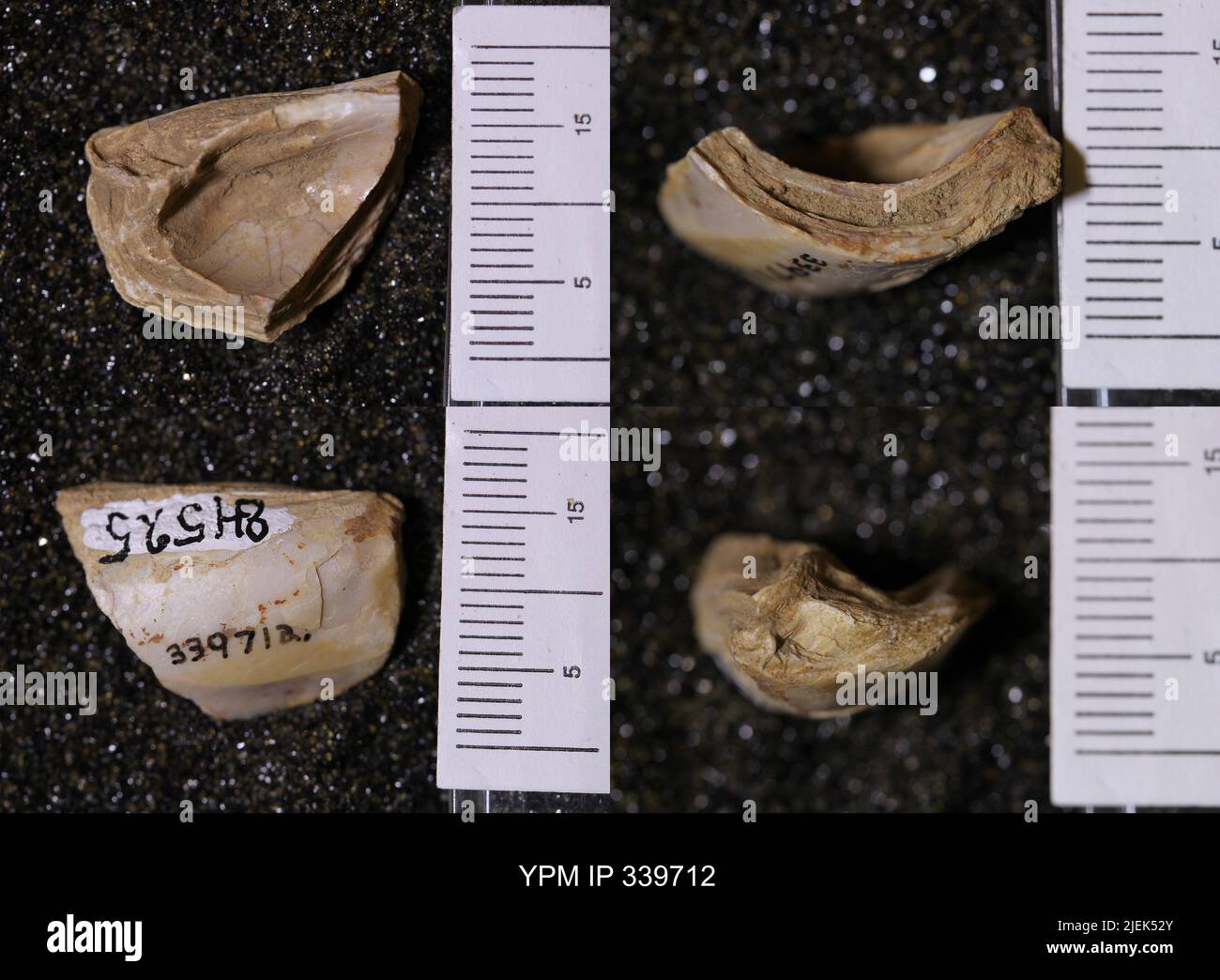 Unio sp animalia hi-res stock photography and images - Alamy