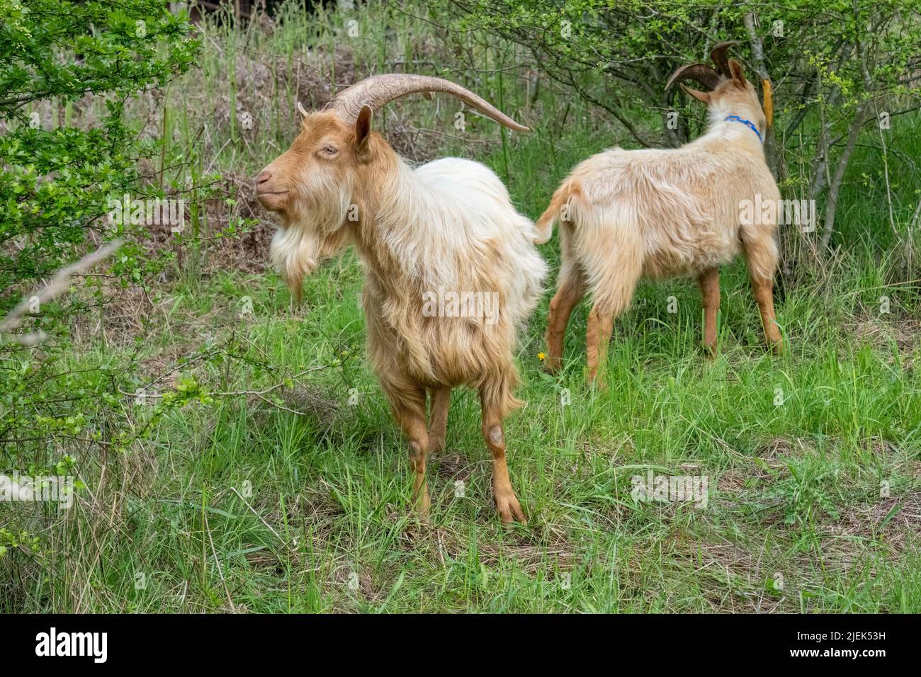 Issaquah, Washington, USA. A rare heritage breed, Golden Gurnsey billy ...