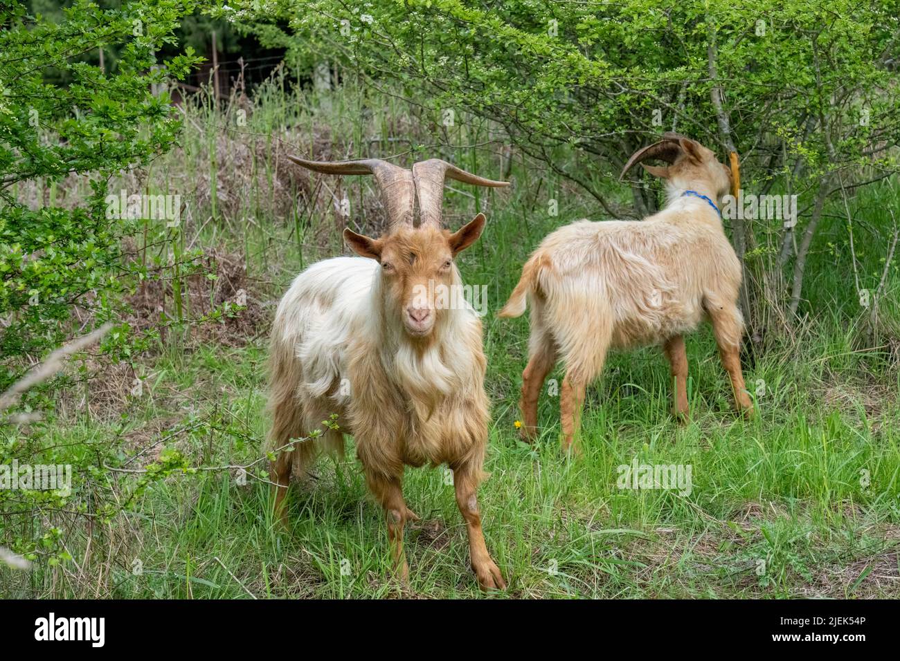 Issaquah, Washington, USA. A rare heritage breed, Golden Gurnsey billy ...