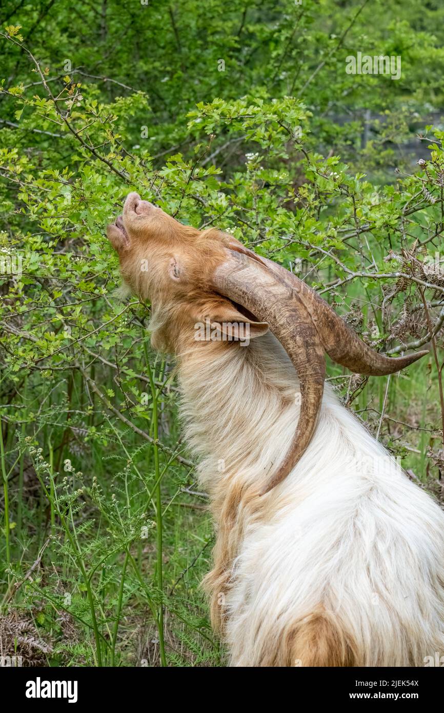 Goat eating grass not field hi-res stock photography and images - Alamy