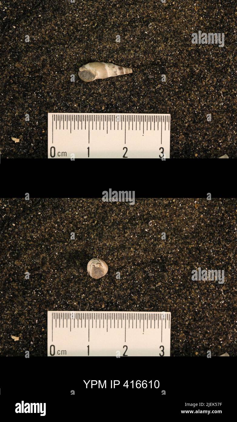 Peracuta hi-res stock photography and images - Alamy