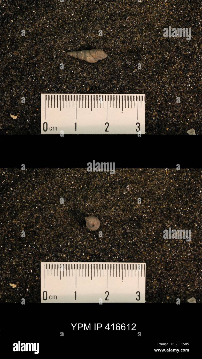 Peracuta hi-res stock photography and images - Alamy