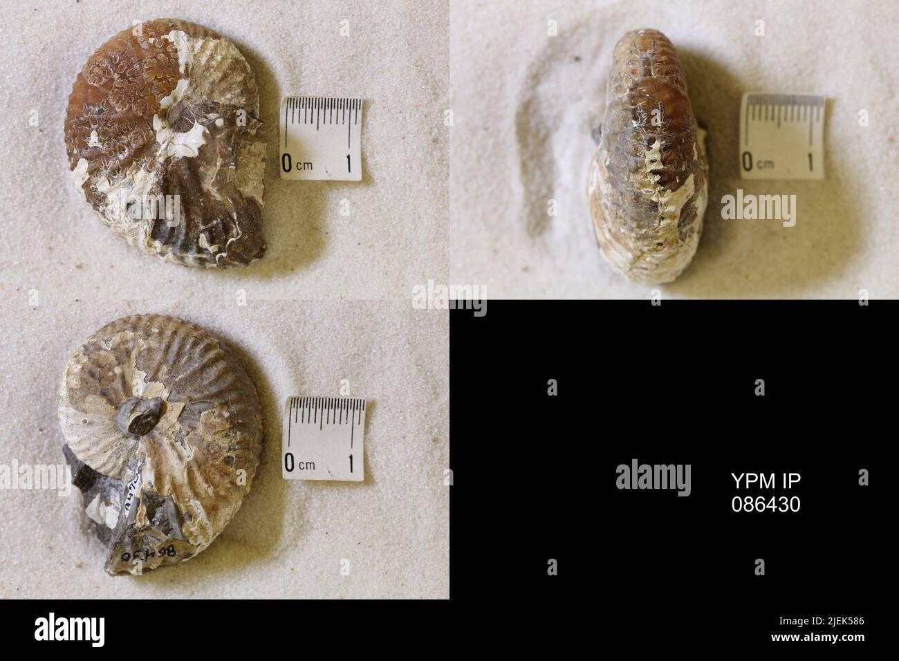 Cephalopod characteristics hi-res stock photography and images - Alamy