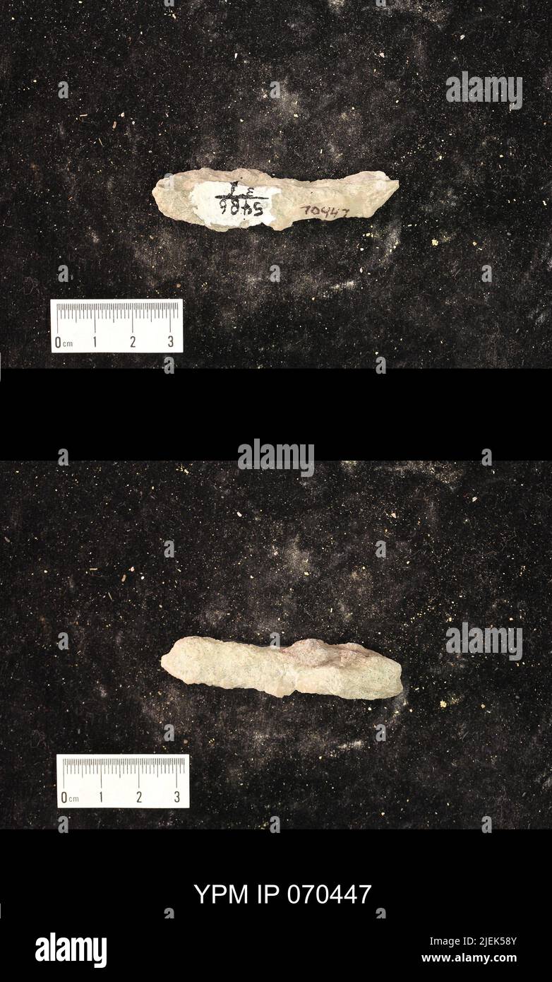 Heliolites nucella Foerste Stock Photo - Alamy