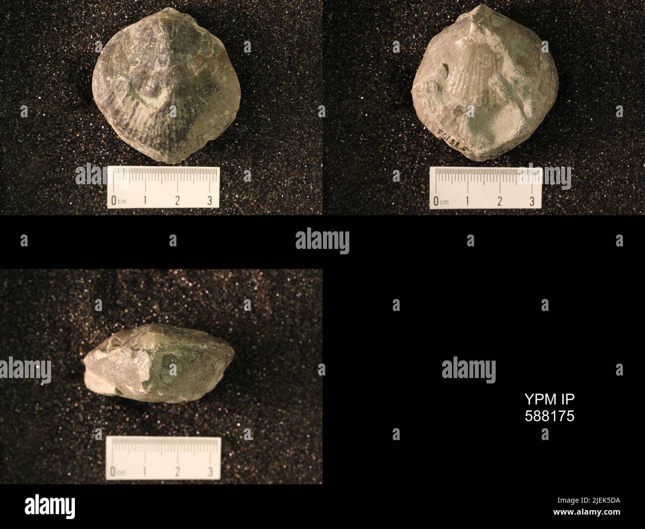 Stricklandia lirata (Sowerby Stock Photo - Alamy