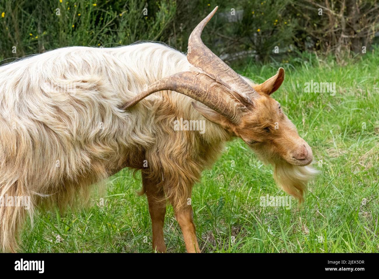Scratching using horn hi-res stock photography and images - Alamy