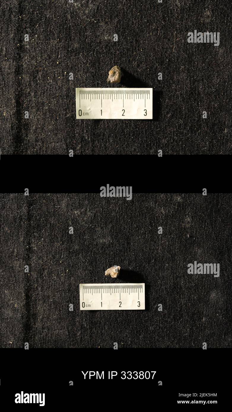 Trinucleus hi-res stock photography and images - Alamy