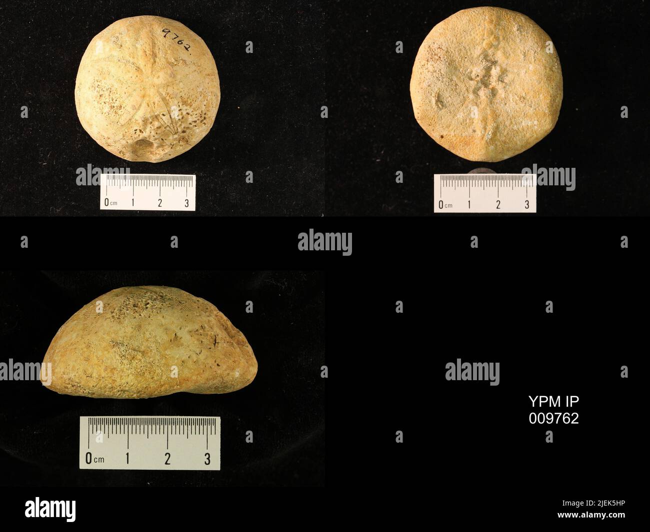 Cassidulus subquadratus conrad hi-res stock photography and images - Alamy