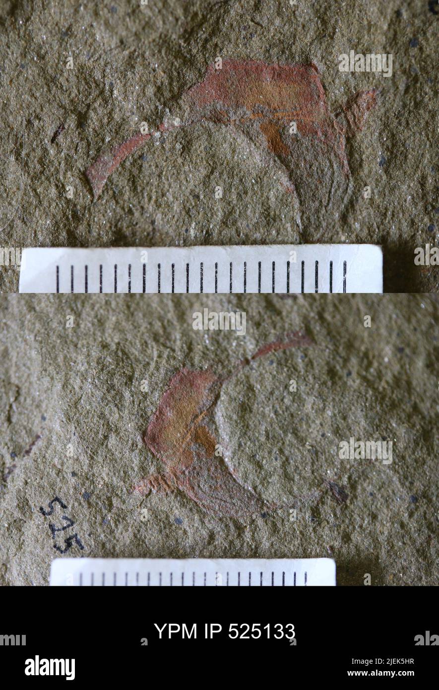 Cothurnocystis sp animalia hi-res stock photography and images - Alamy