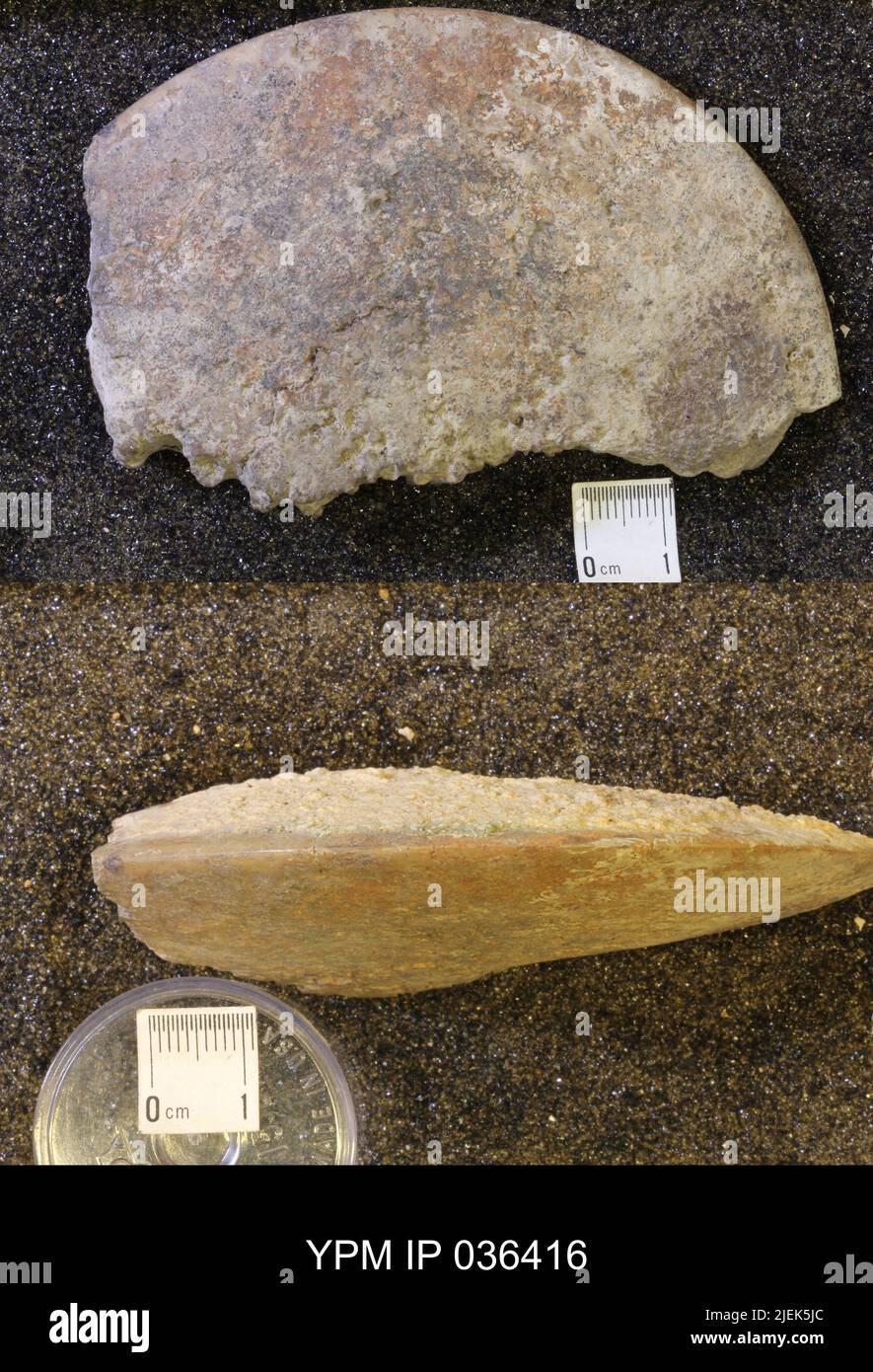 Sphenodiscus hi-res stock photography and images - Alamy