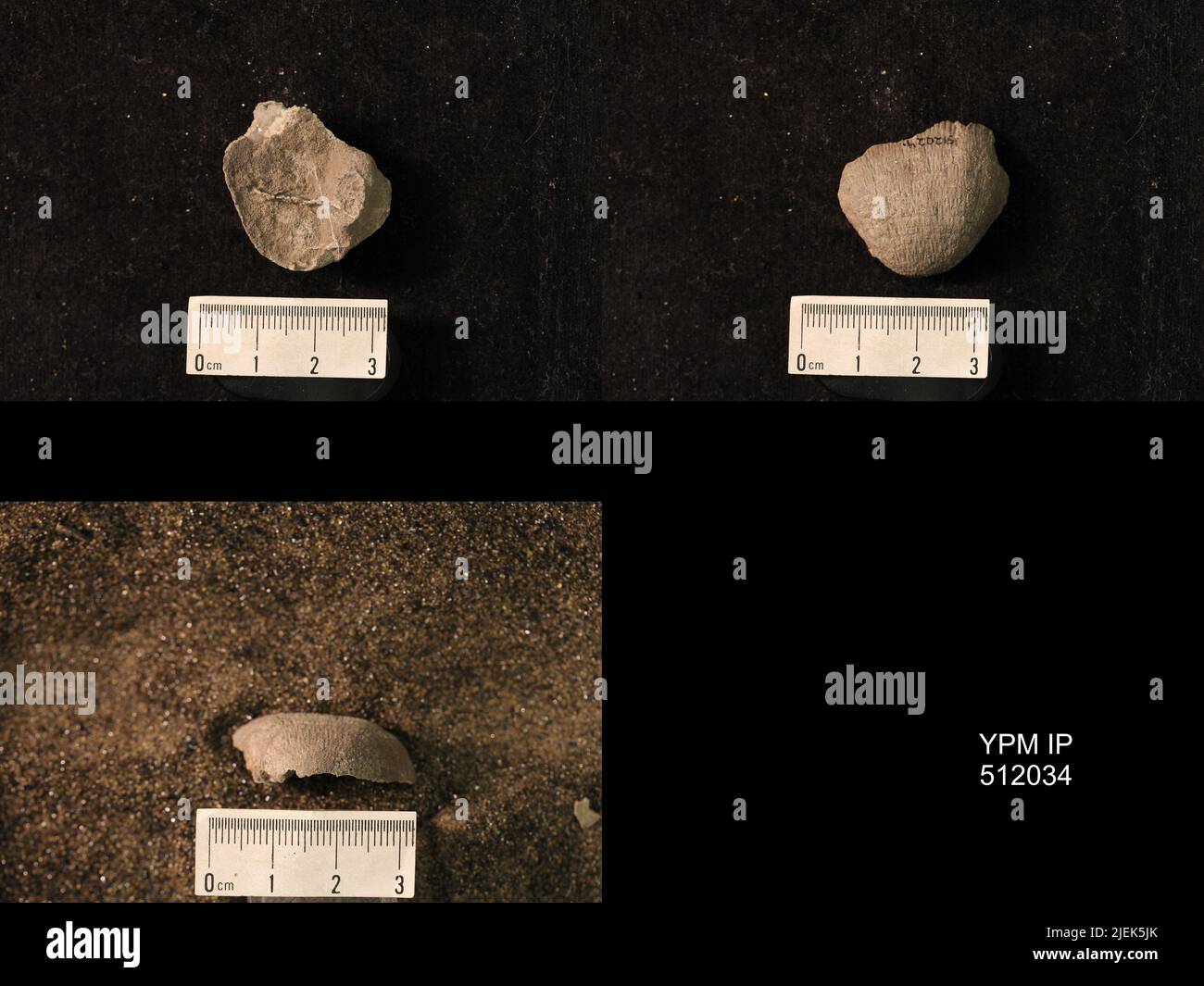 Pustula pustulosa (Phillips, 1836 Stock Photo - Alamy